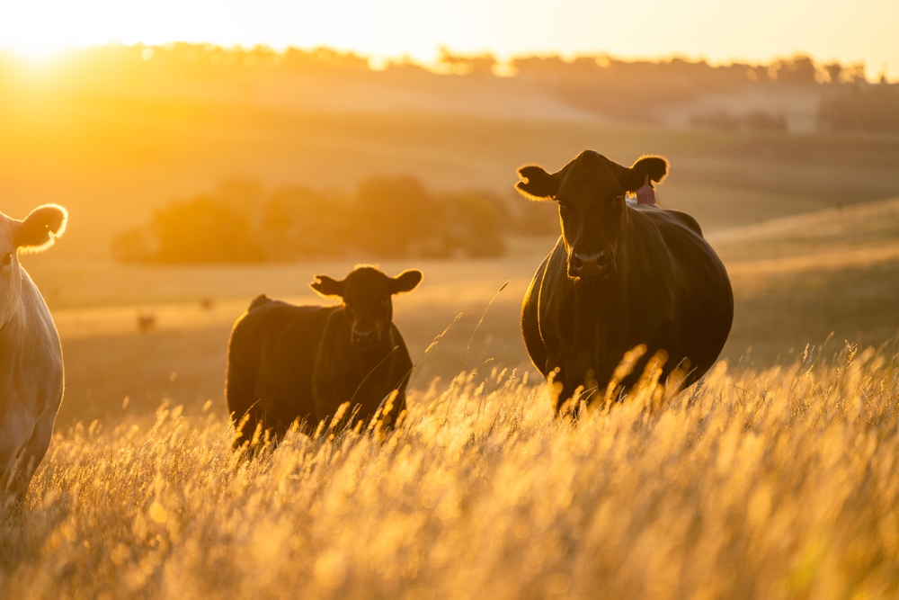 NEA Gold Cattle Mineral – Next Era Ag LLC